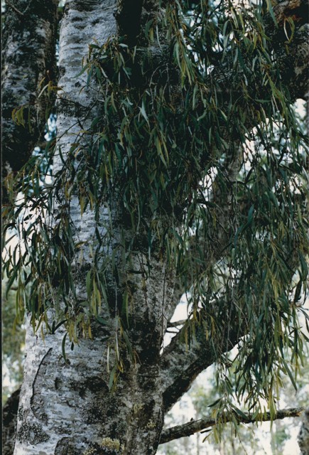 Climbers and Ground Covers of Tarra Bulga – Friends of Tarra-Bulga ...