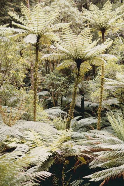 Cyathea cunninghamii – Slender Tree-fern – Friends of Tarra-Bulga ...