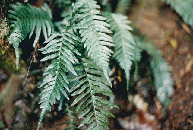 Ferns of Tarra Bulga National Park Gallery – Friends of Tarra-Bulga ...