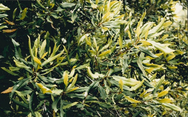 Lomatia fraseri – Tree Lomatia – Friends of Tarra-Bulga National Park