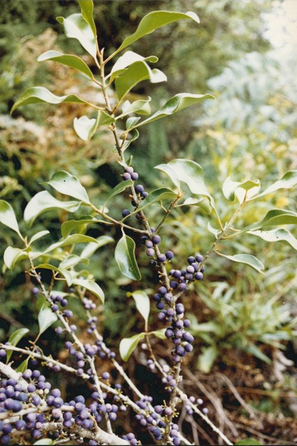 Myrsine howittiana – Mutton-wood – Friends of Tarra-Bulga National Park
