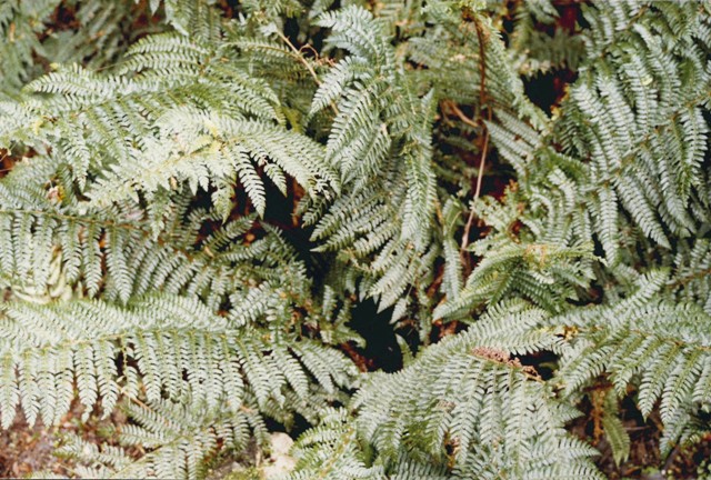 Ferns of Tarra Bulga National Park Gallery – Friends of Tarra-Bulga ...