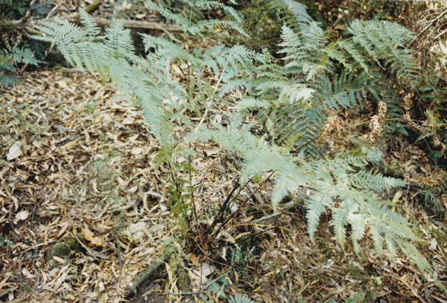 Ferns of Tarra Bulga National Park Gallery – Friends of Tarra-Bulga ...
