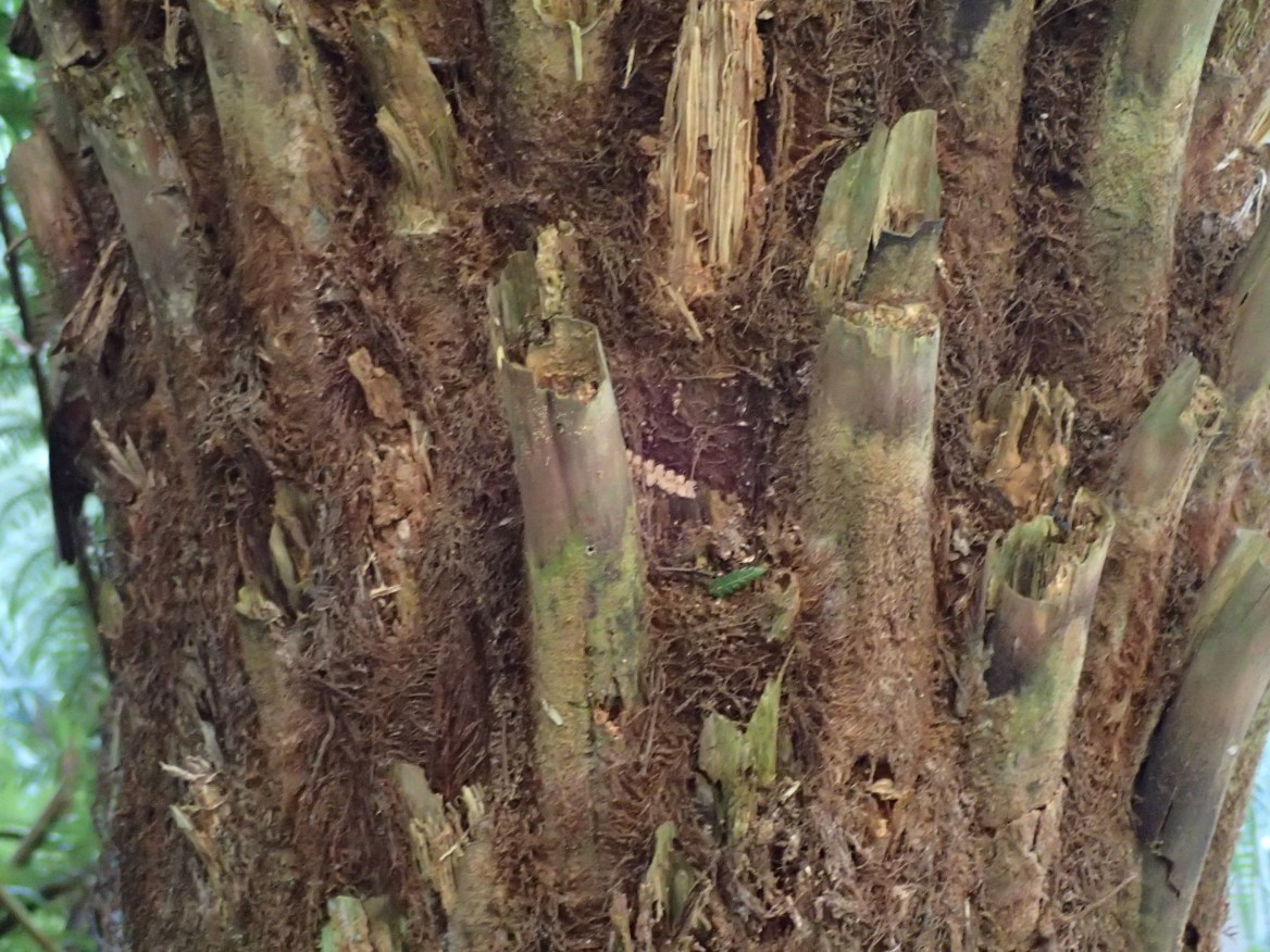 Tree Ferns at Tarra Bulga – Friends of Tarra-Bulga National Park