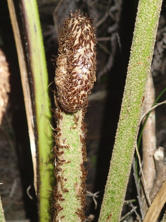 Tree Ferns at Tarra Bulga – Friends of Tarra-Bulga National Park
