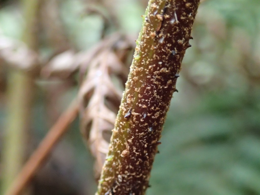 Tree Ferns at Tarra Bulga – Friends of Tarra-Bulga National Park
