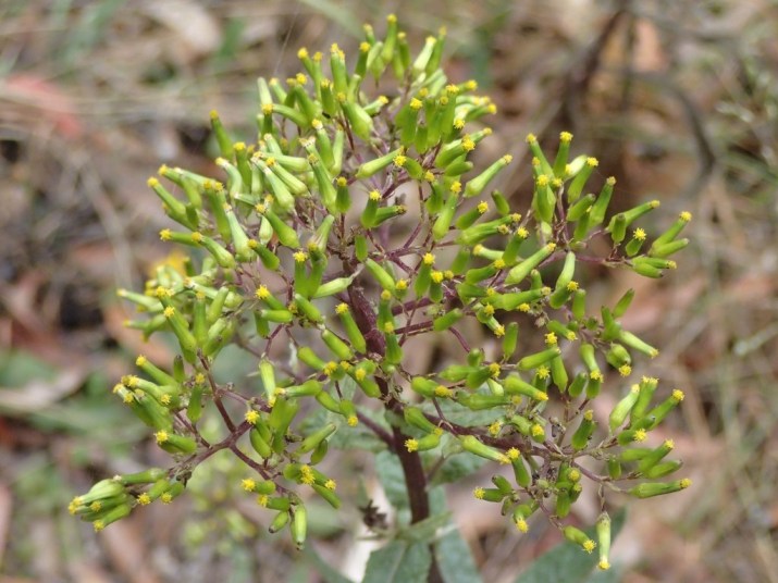 Senecio minimus – Shrubby Fireweed – Friends of Tarra-Bulga National Park