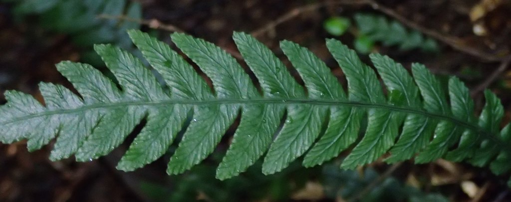 Lance, Strap and Ray the Water Ferns – Friends of Tarra-Bulga National Park