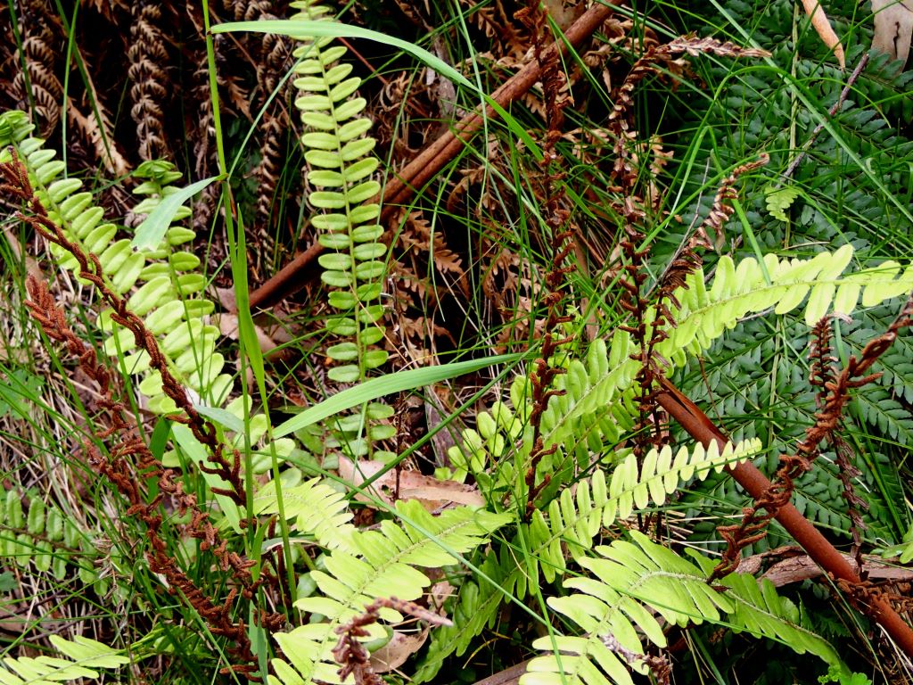 Lance, Strap and Ray the Water Ferns – Friends of Tarra-Bulga National Park