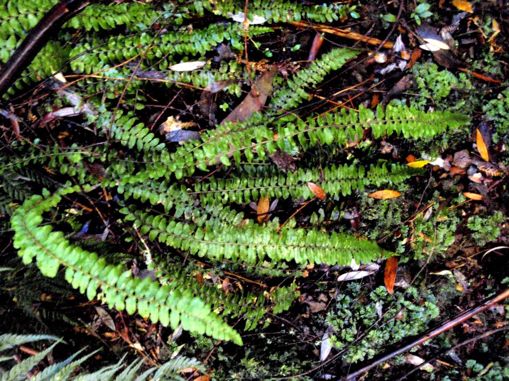 Lance, Strap and Ray the Water Ferns – Friends of Tarra-Bulga National Park