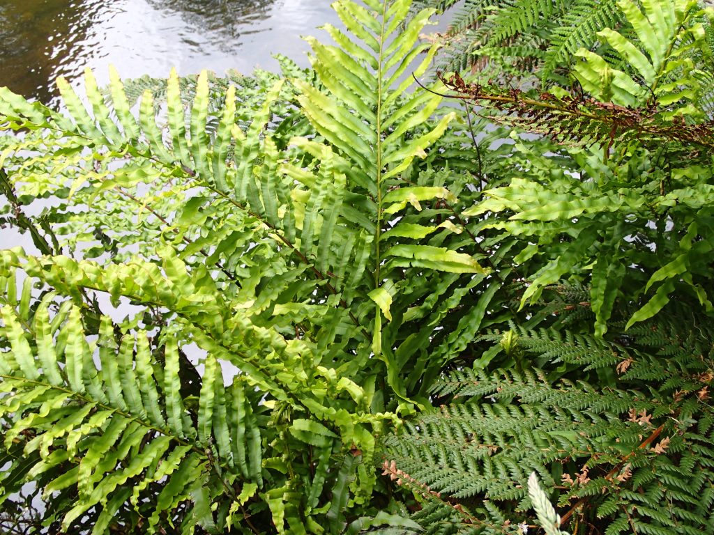 Blechnums: Hard and Soft Water Fern’s – Friends of Tarra-Bulga National ...