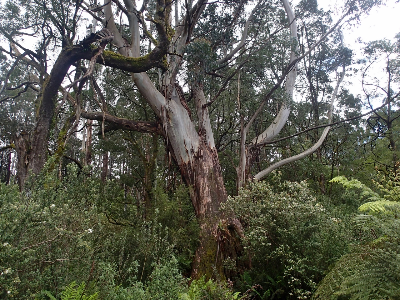 Duff Sawmill Trail/Mt Tassie Walk – Friends of Tarra-Bulga National Park