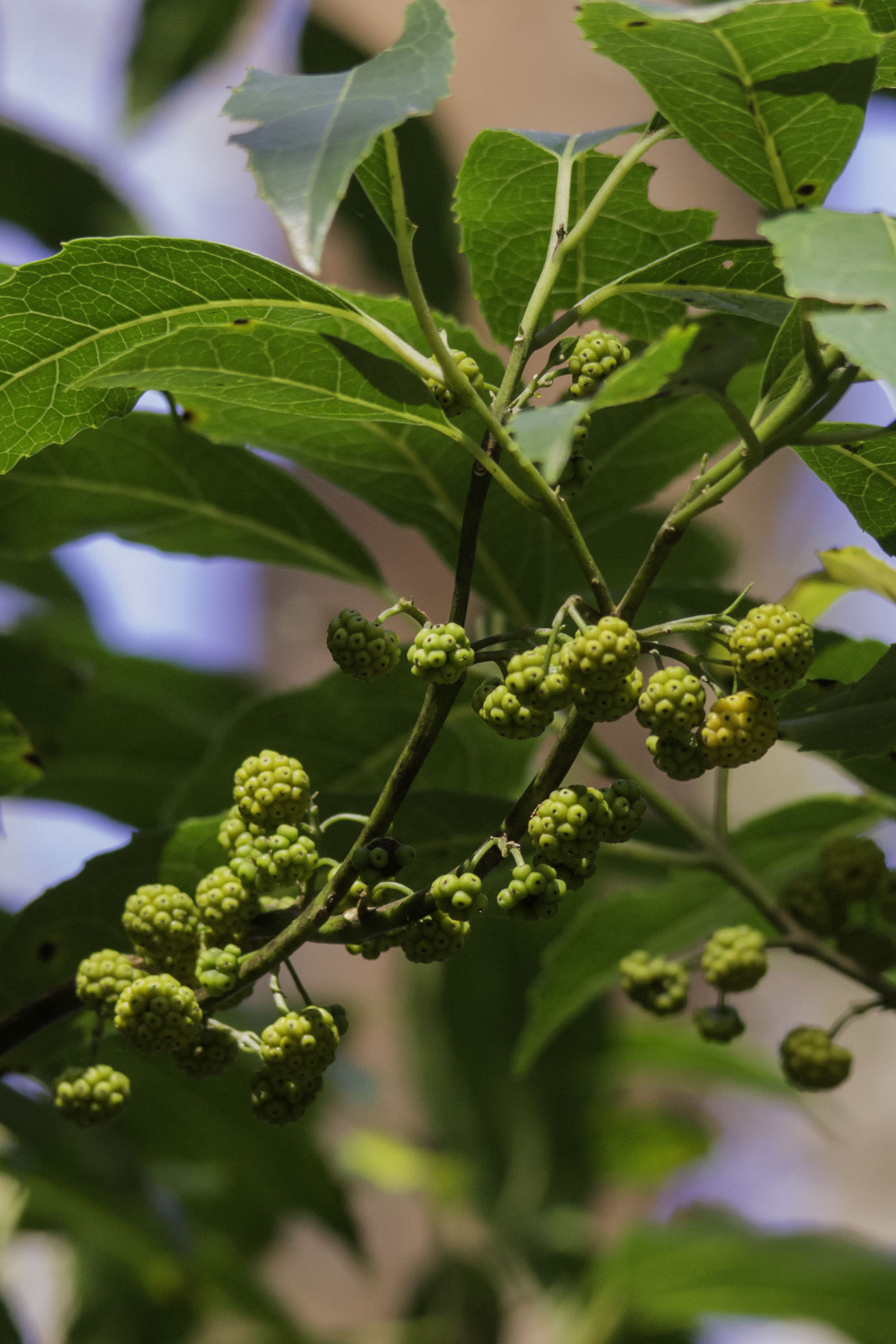 Hedycarya angustifolia – Austral Mulberry – Friends of Tarra-Bulga ...