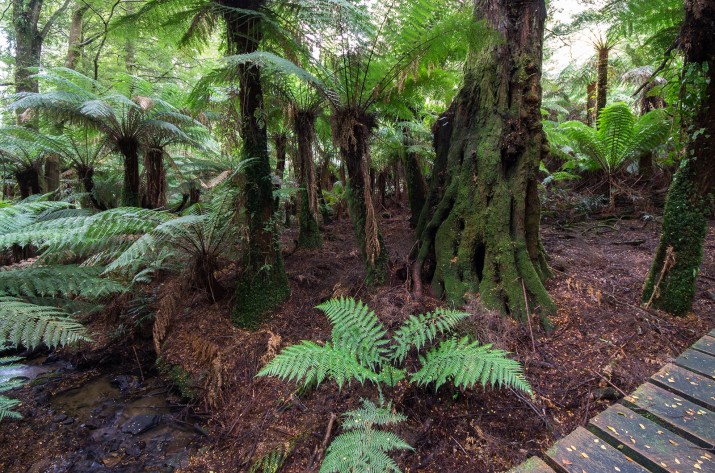 Walking Tracks – Friends of Tarra-Bulga National Park