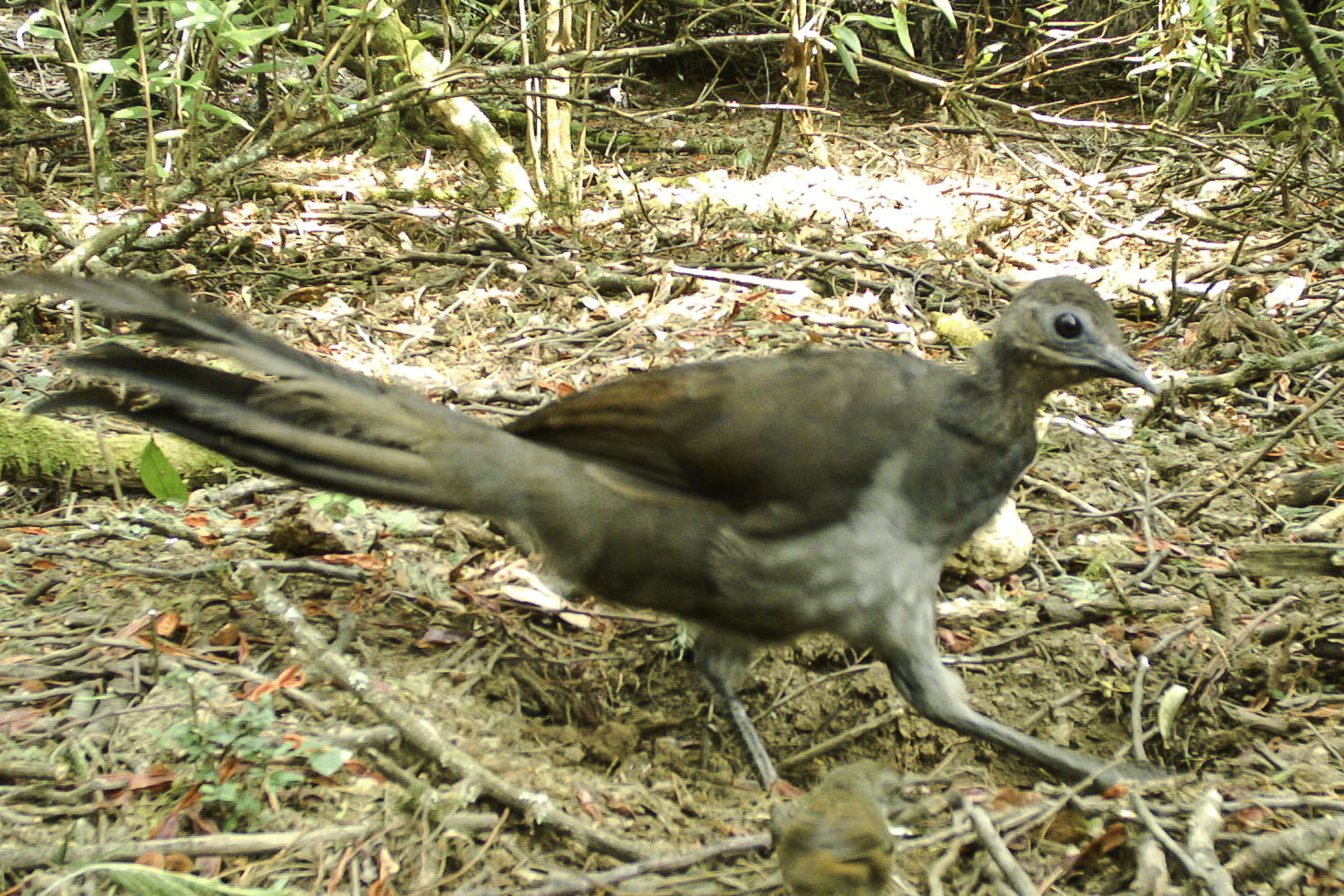 Camera Site Greatly Exceeds Expectations – Friends of Tarra-Bulga ...