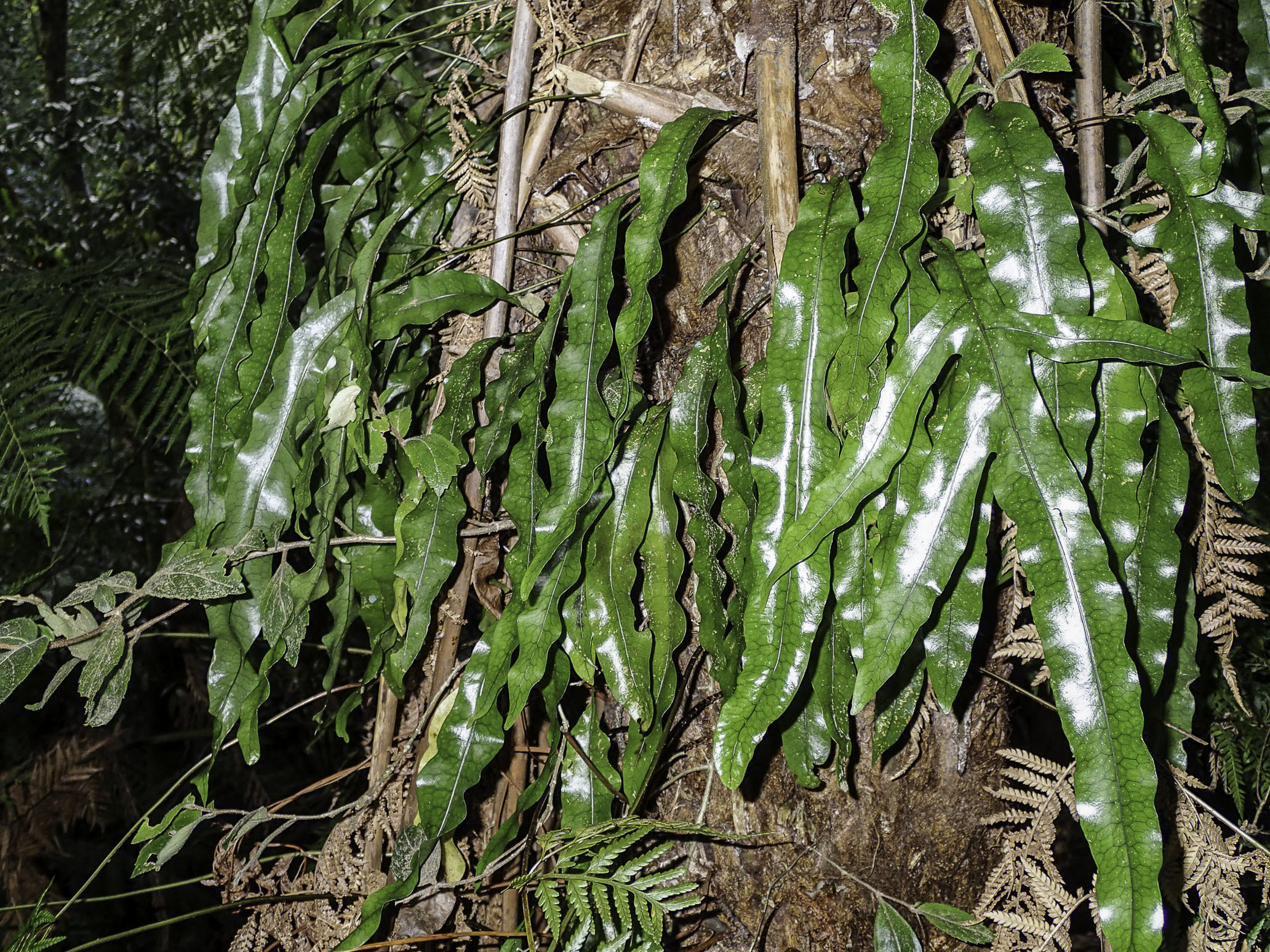 Microsorum pustulatum – Kangaroo Fern (85)a – Friends of Tarra-Bulga ...