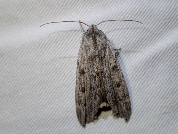 Ennominae – Friends of Tarra-Bulga National Park
