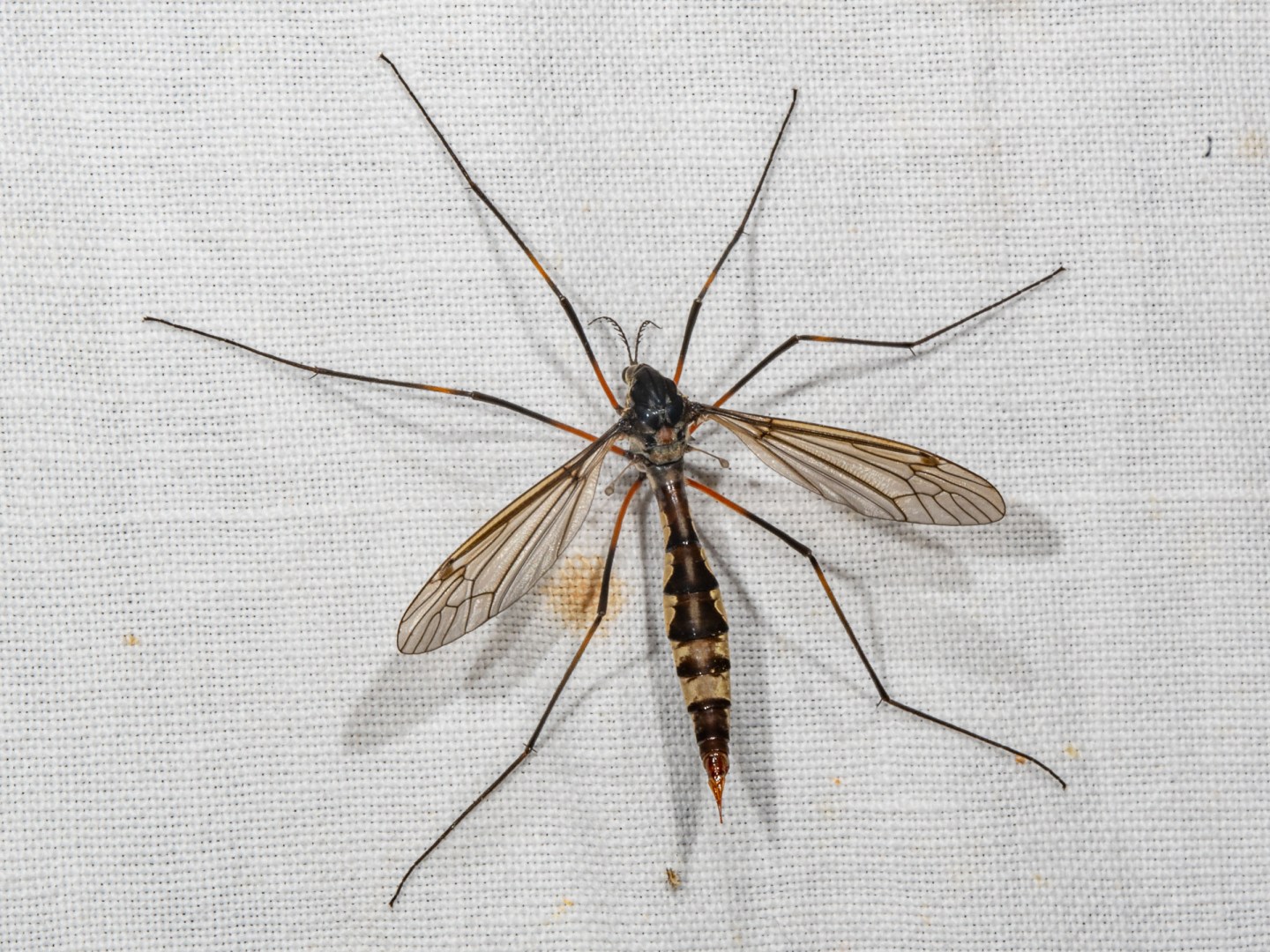 Plant Identification – Friends of Tarra-Bulga National Park