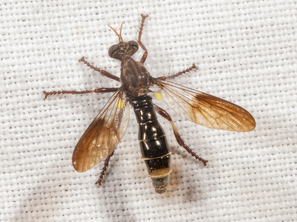 Plant Identification – Friends of Tarra-Bulga National Park