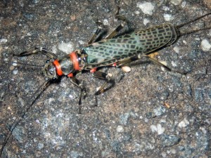 Plant Identification – Friends of Tarra-Bulga National Park