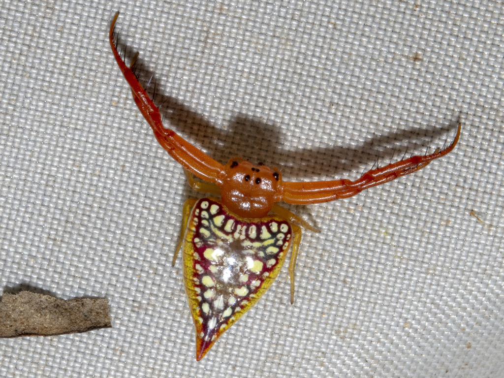 arkys-walckenaeri-walckenaers-studded-triangular-spider – Friends of ...
