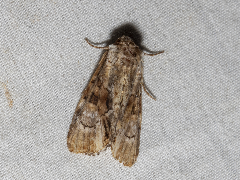 epicyrtica-leucostigma – Friends of Tarra-Bulga National Park