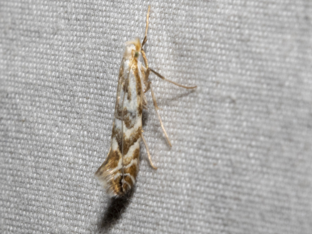 genus-aristaea – Friends of Tarra-Bulga National Park