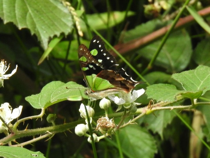 Flora and Fauna – Friends of Tarra-Bulga National Park